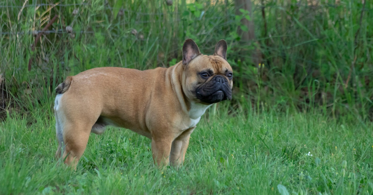 Bouledogue Français fauve : caractéristiques et photos