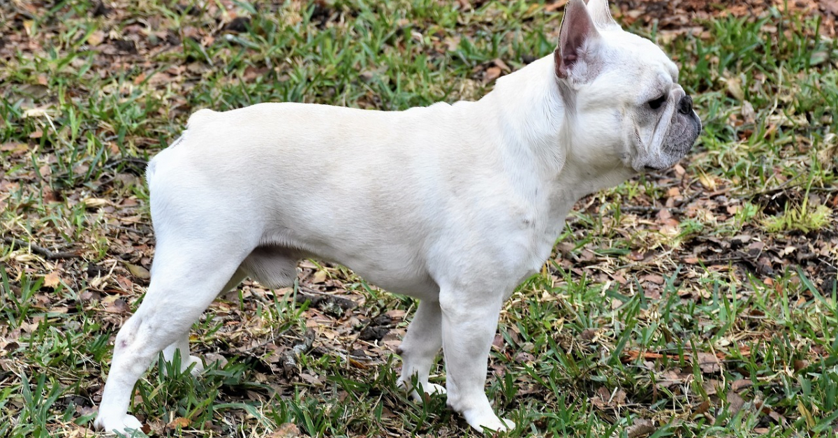 Bouledogue Français caille : caractéristiques et photos